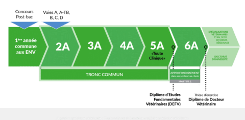 Auxiliaire spécialisé vétérinaire : Tout savoir sur la formation auxiliaire spécialisé ...